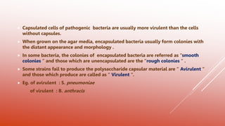 Bacterial Capsules: Introduction, Examples and Functions | PPTX