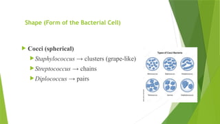 Bacterial cell-1.pptx for physiotherapy important purpose | PPTX