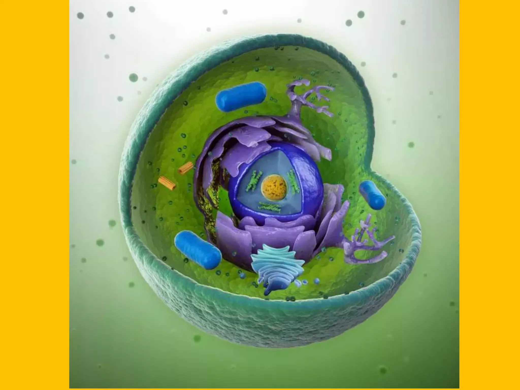 Bacterial Cell | PPT