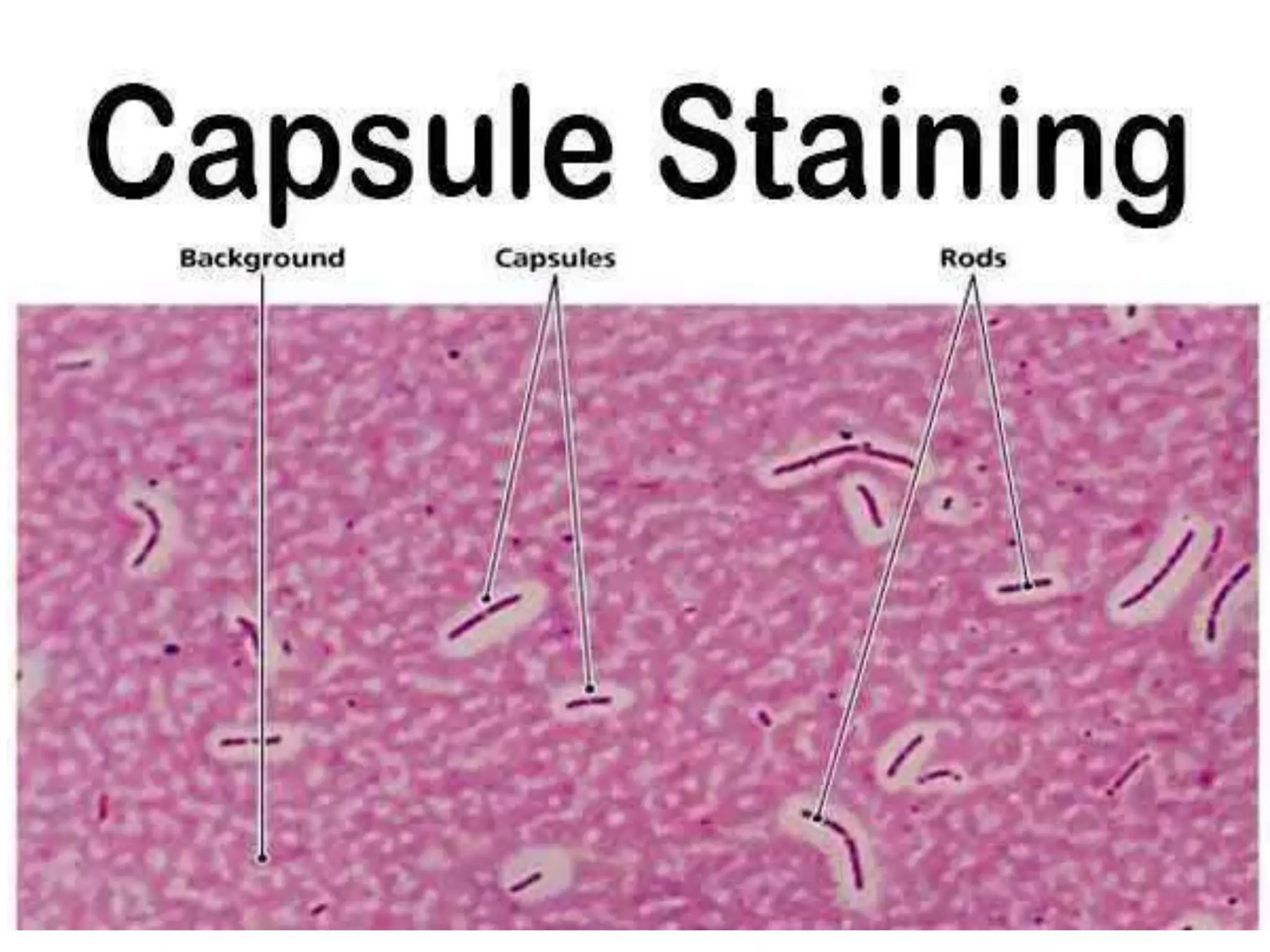 Bacterial Cell | PPT