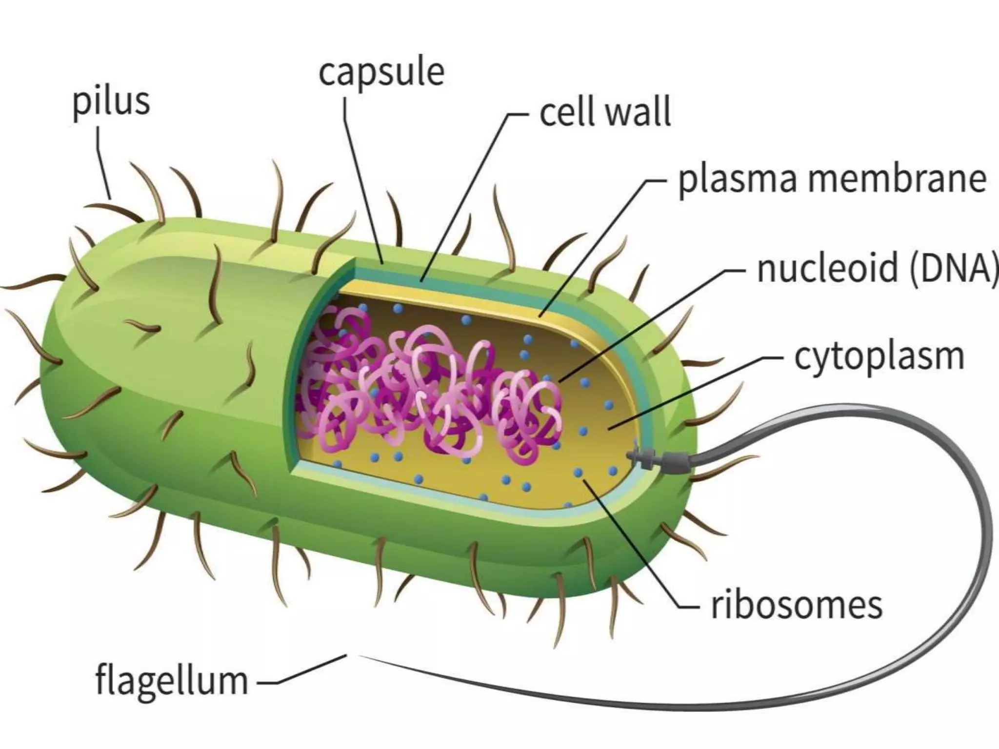 Bacterial Cell | PPT