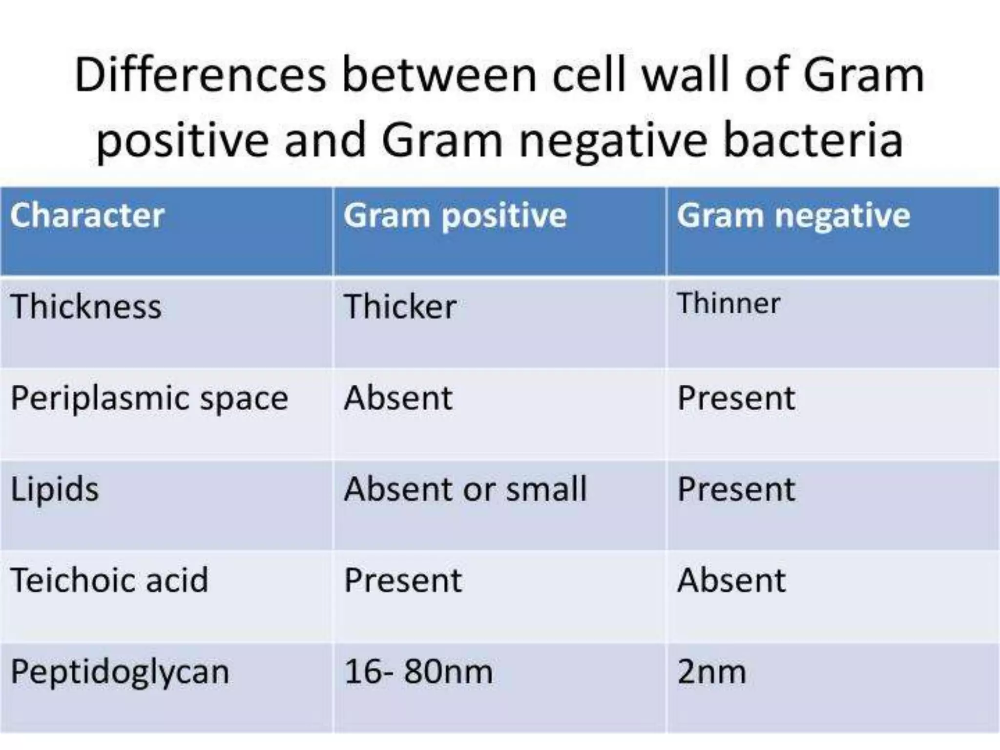 Bacterial Cell | PPT
