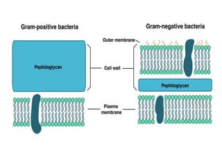 Bacterial Cell | PPT