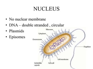 Bacterial Cell | PPT