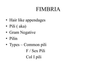 Bacterial Cell | PPT