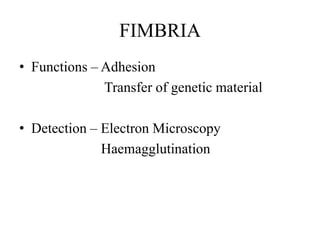 Bacterial Cell | PPT