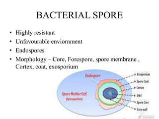 Bacterial Cell | PPT