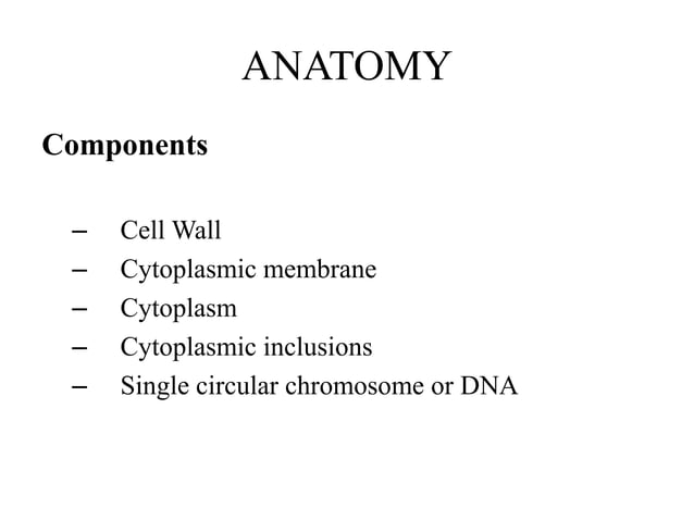 Bacterial Cell | PPT