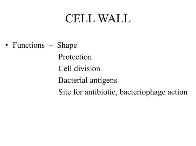 Bacterial Cell | PPT