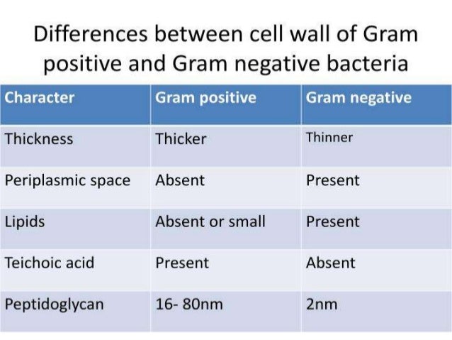 Characteristics of gram negative bacteria - lerysino