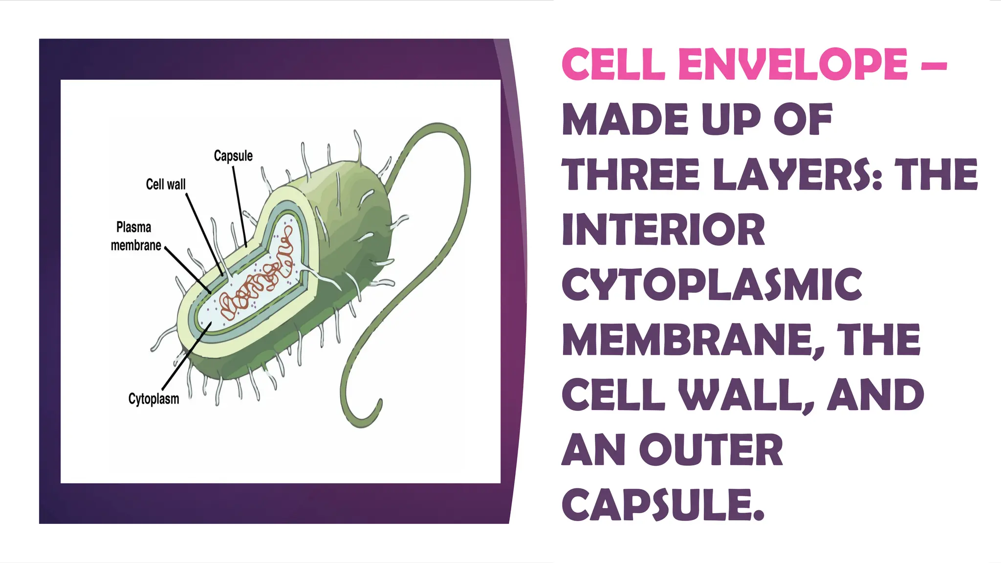 BACTERIAL CELL (Prokaryotic Cell )Parts and Function | PPTX