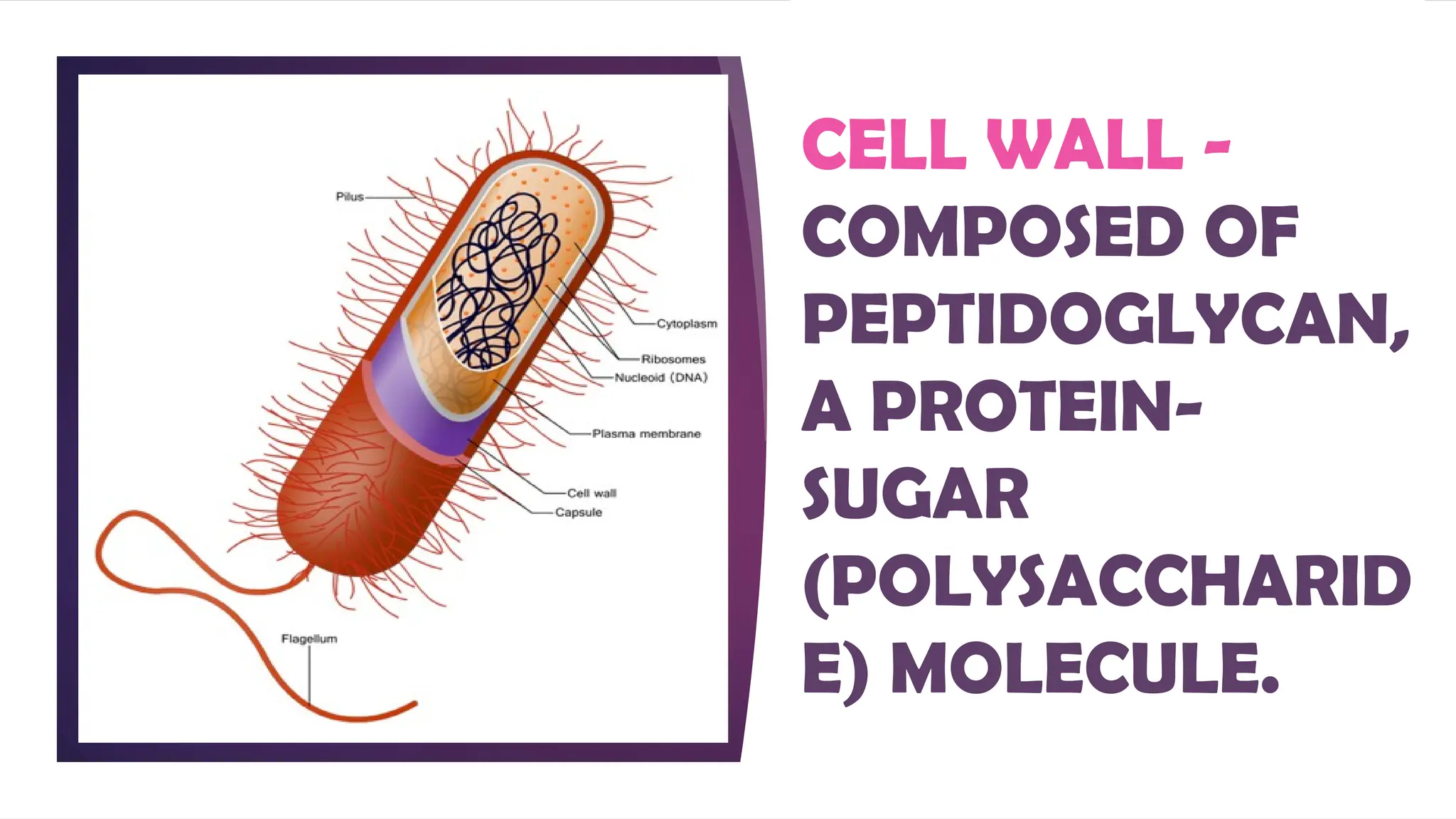 BACTERIAL CELL (Prokaryotic Cell )Parts and Function | PPTX ...