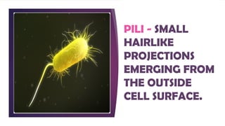 BACTERIAL CELL (Prokaryotic Cell )Parts and Function | PPTX