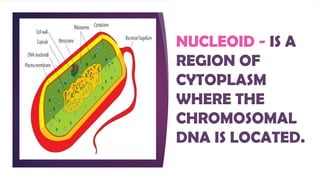 BACTERIAL CELL (Prokaryotic Cell )Parts and Function | PPTX