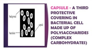 BACTERIAL CELL (Prokaryotic Cell )Parts and Function | PPTX