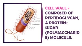BACTERIAL CELL (Prokaryotic Cell )Parts and Function | PPTX