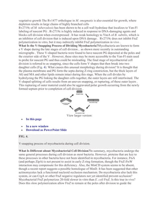 Bacterial cell division | DOCX