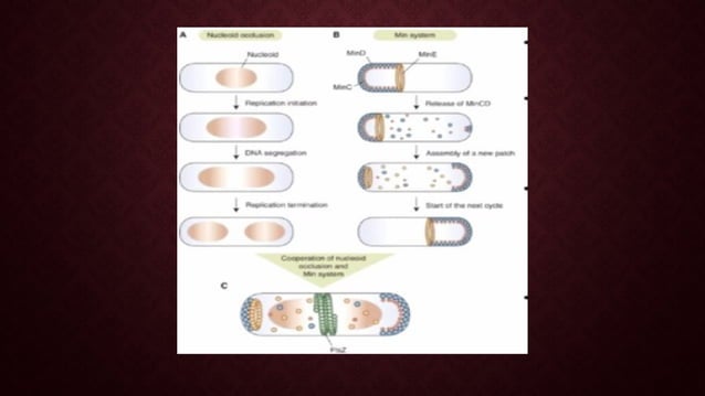 Bacterial Cell Division.............pptx