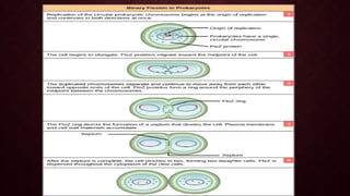 Bacterial Cell Division.............pptx