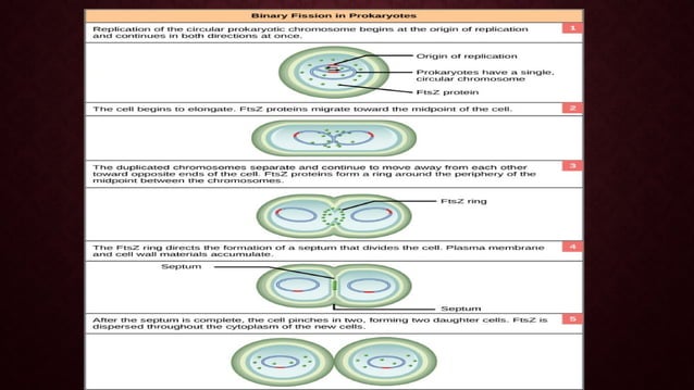 Bacterial Cell Division.............pptx