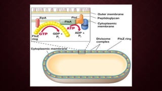 Bacterial Cell Division.............pptx
