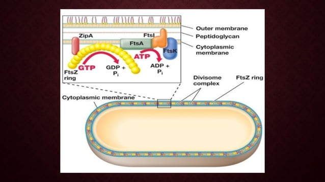 Bacterial Cell Division.............pptx