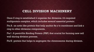 Bacterial Cell Division.............pptx