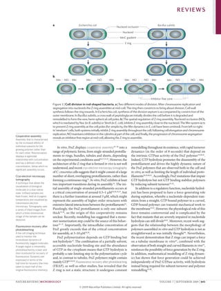 Bacterial cell division-_assembly_maintenance_and_disassembly_of_the_z ...