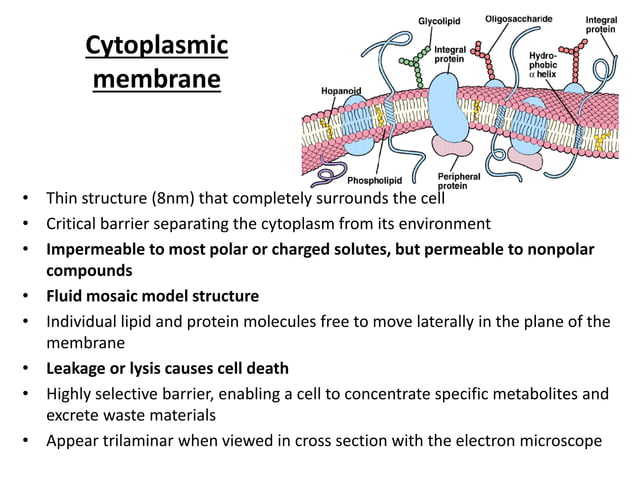 Bacterial cell membrane a brief description | PPT