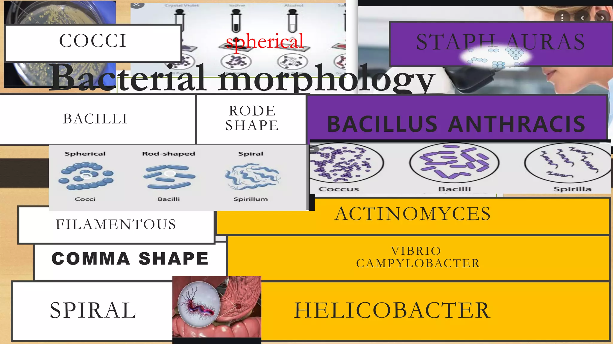 Bacterial cell morphology | PPT