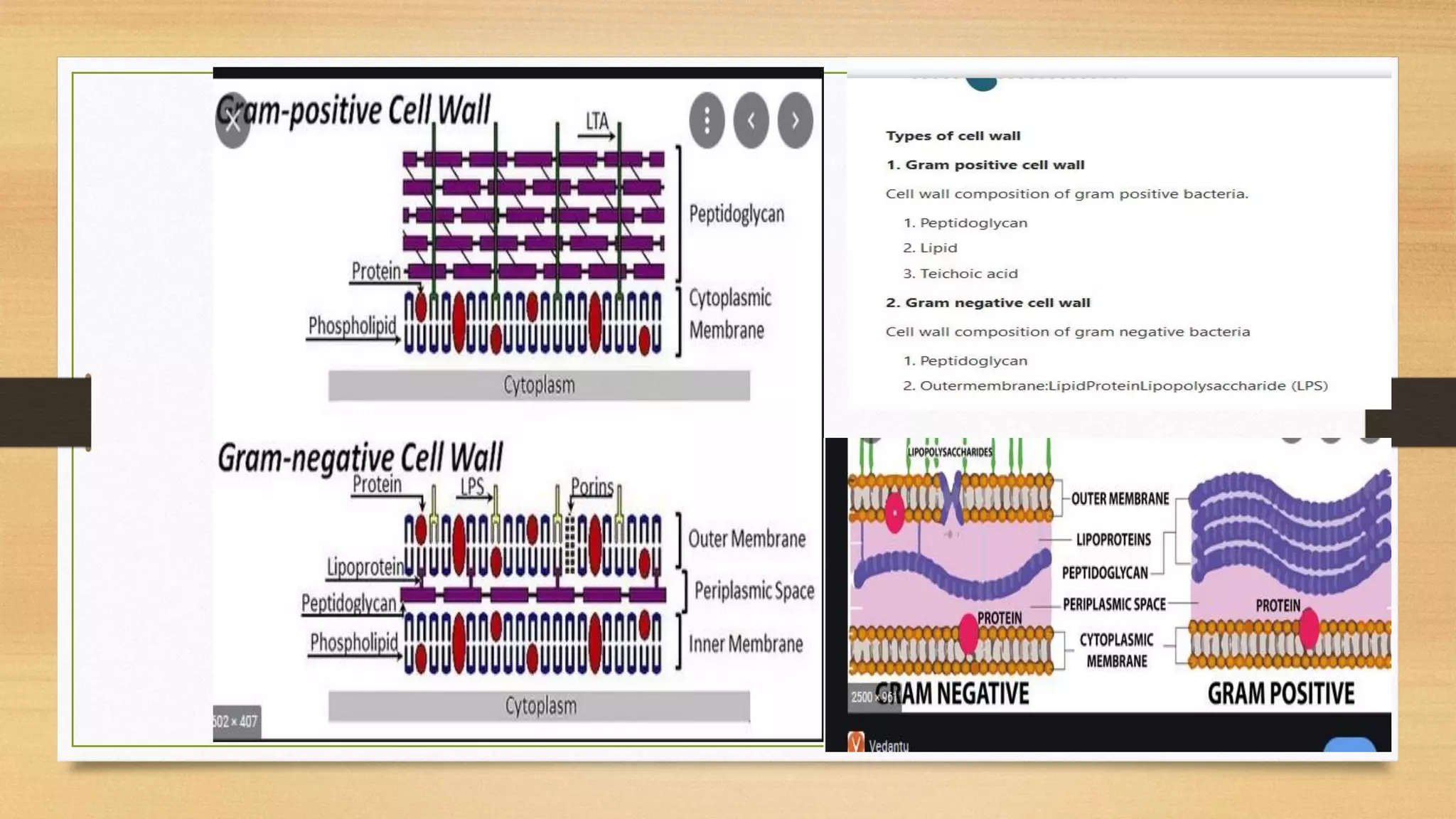 Bacterial cell morphology | PPT