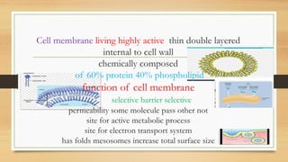 Bacterial cell morphology | PPT