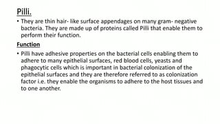 BACTERIAL CELL STRUCTURE DavidManyiel.pptx