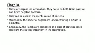 BACTERIAL CELL STRUCTURE DavidManyiel.pptx