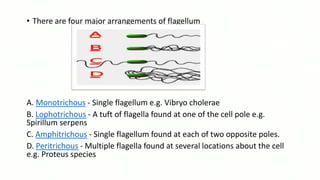 BACTERIAL CELL STRUCTURE DavidManyiel.pptx