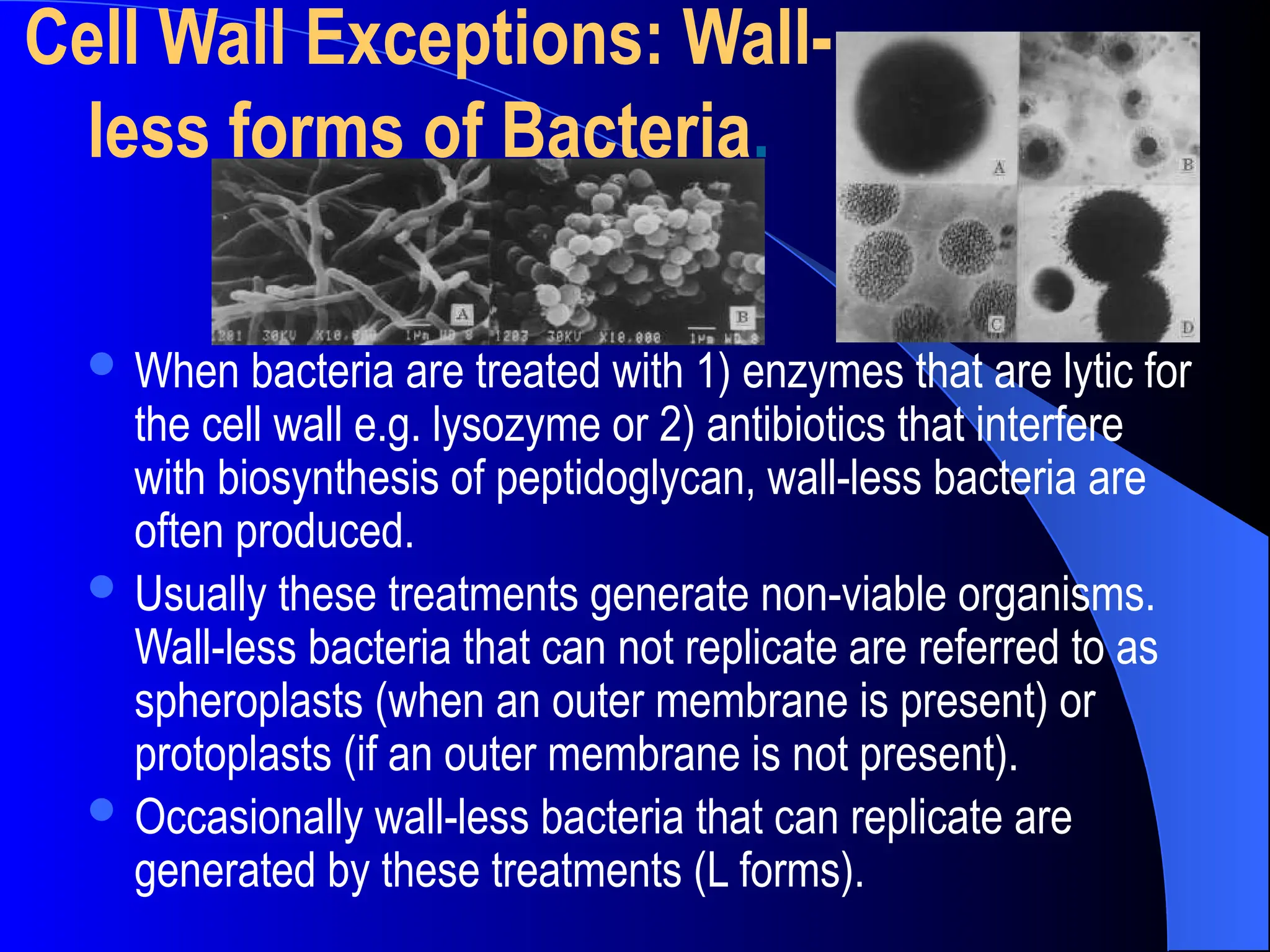 Bacterial Cell Structure and how it is important | PPT