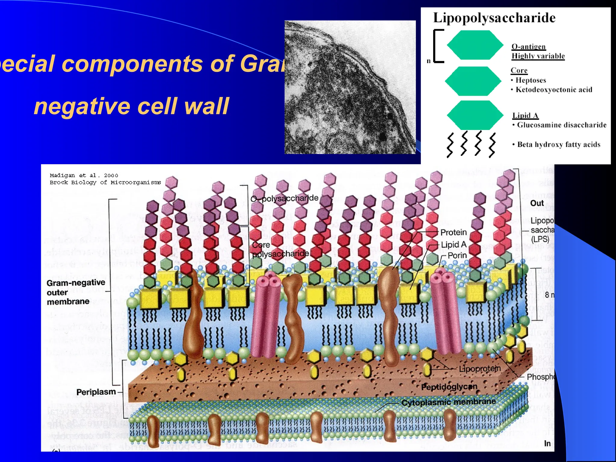 Bacterial Cell Structure and how it is important | PPT