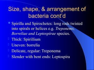 Bacterial Cell Structure and how it is important | PPTX