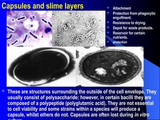 Bacterial Cell Structure and how it is important | PPTX