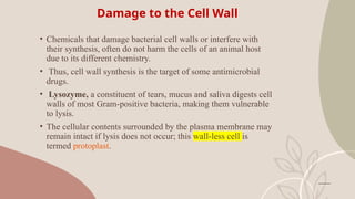 BACTERIAL CELL STRUCTURE AND FUNCTION.pptx