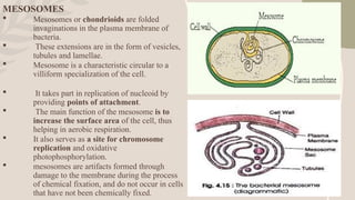 BACTERIAL CELL STRUCTURE AND FUNCTION.pptx