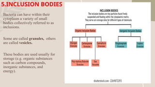 BACTERIAL CELL STRUCTURE AND FUNCTION.pptx
