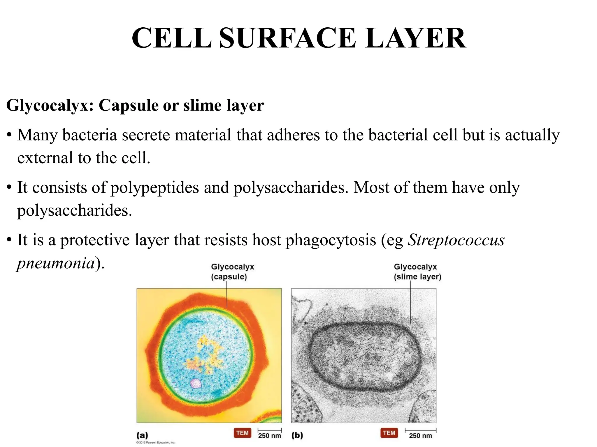 Bacterial Cell structure and Function I.pdf