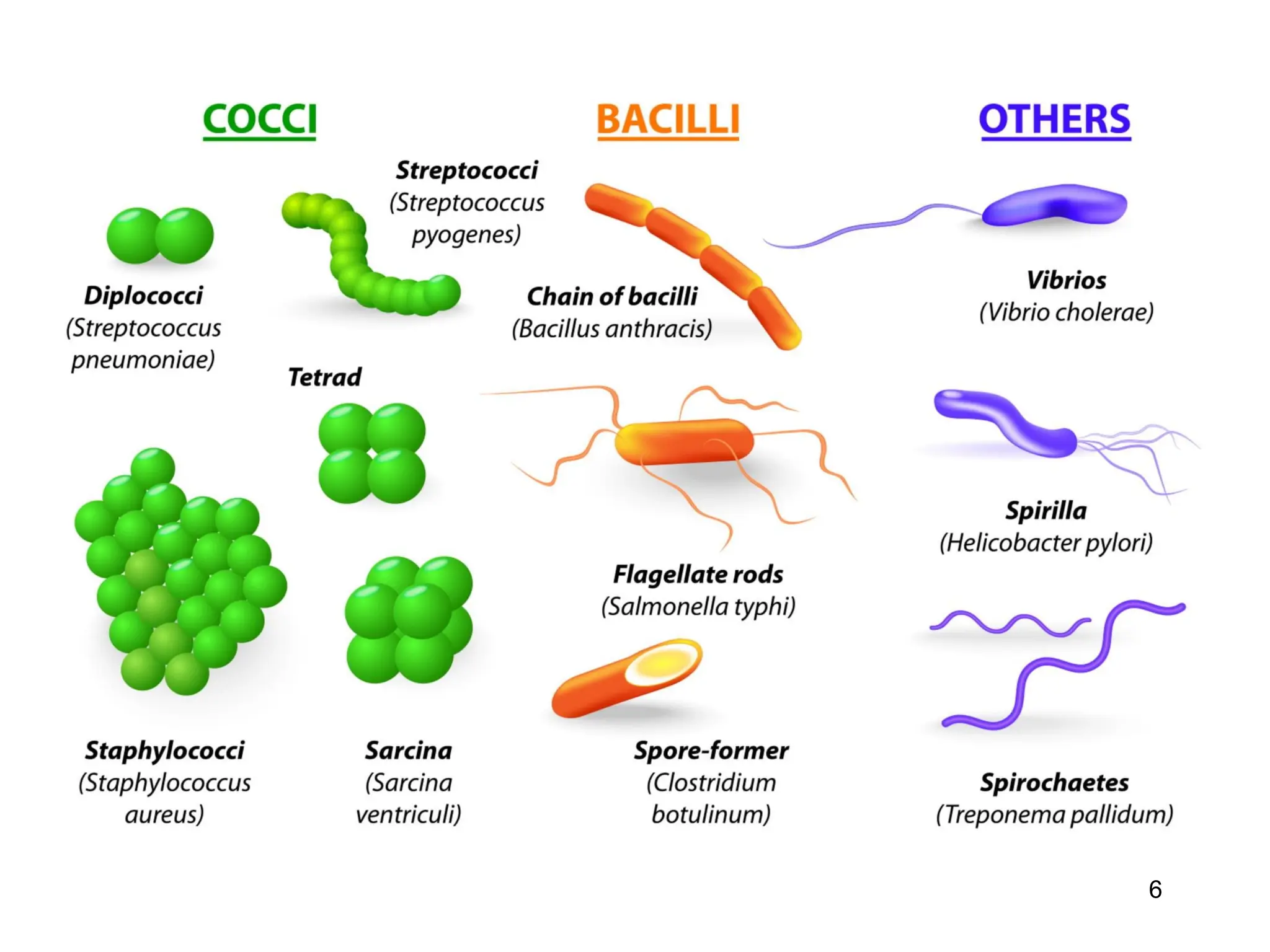 Bacterial Cell structure and Function I.pdf