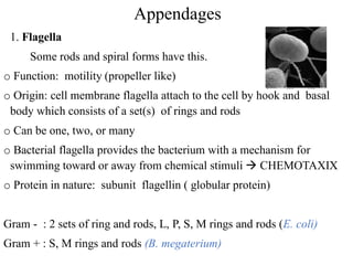 Bacterial Cell structure and Function I.pdf