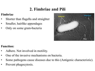 Bacterial Cell structure and Function I.pdf