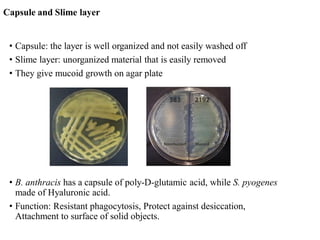 Bacterial Cell structure and Function I.pdf