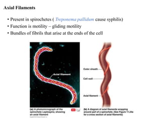 Bacterial Cell structure and Function I.pdf
