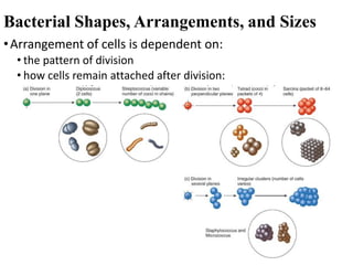 Bacterial Cell structure and Function I.pdf