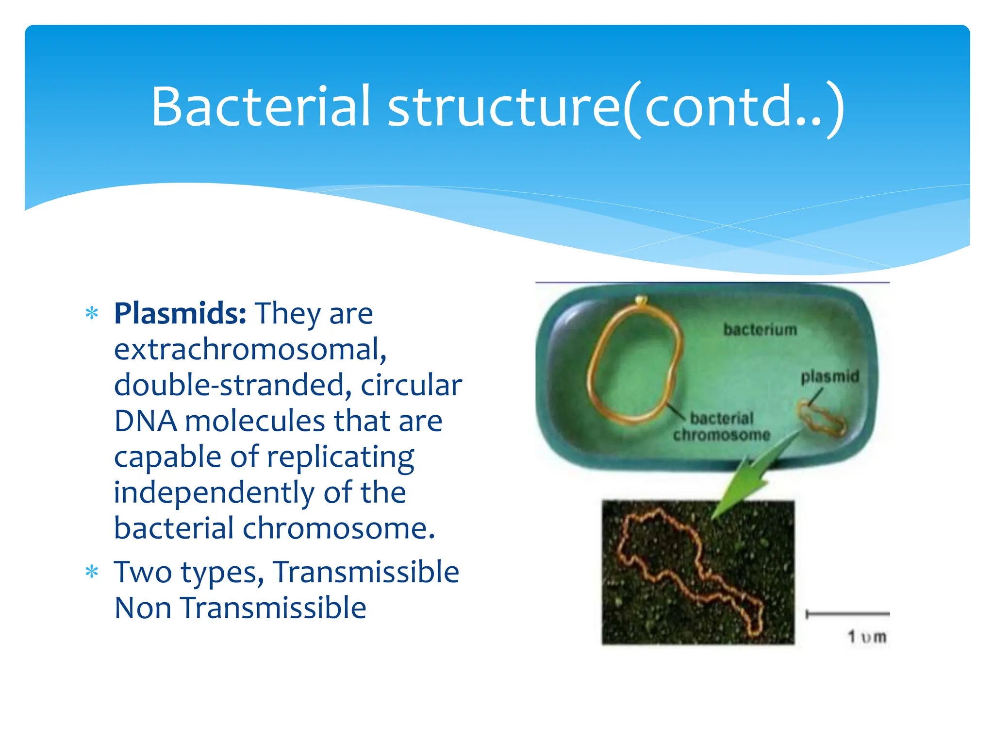 Bacterial cell structure and functions.pptx
